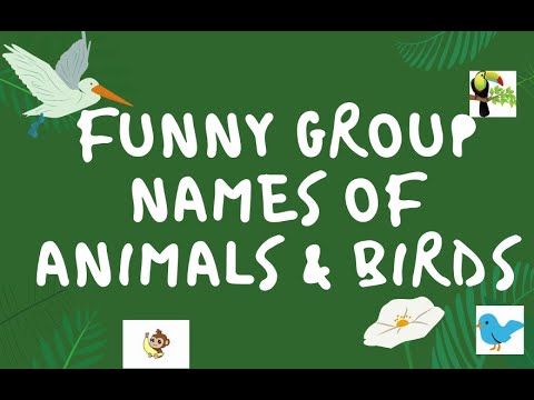 Funny group names of Animals and Birds Group of Crow called Murder by shah academics shahacademics