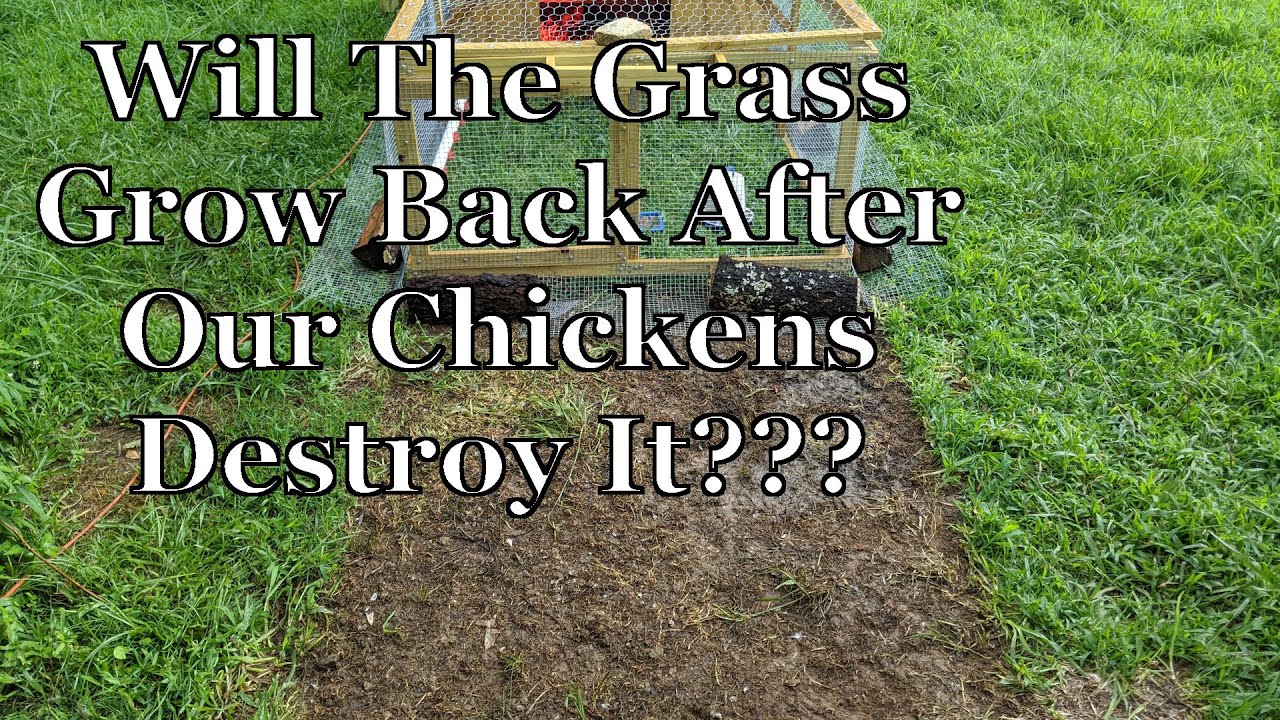 Chickens Will Destroy Your Lawn! Does It Ever Grow Back???