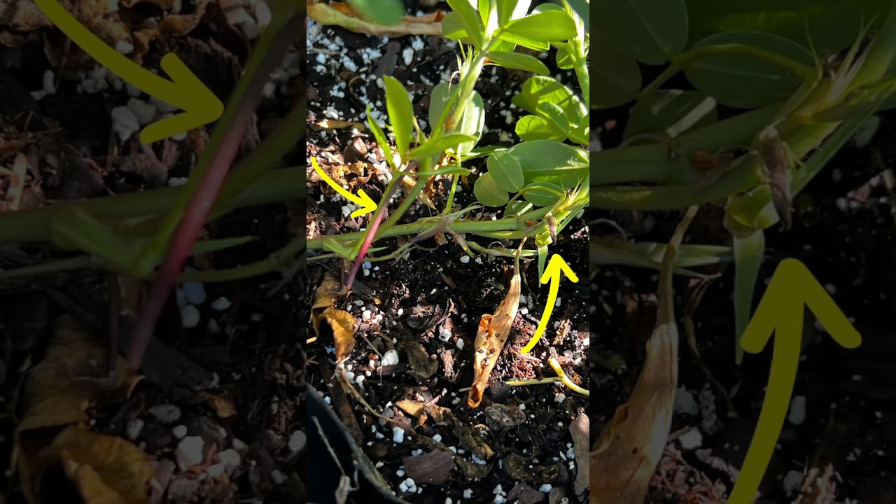 Growing Peanuts 🥜 #gardening #pollinate #backyardgarden #garden #peanuts #howto #growyourownfood