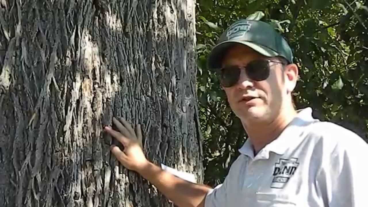 How to identify an ash tree before it dies