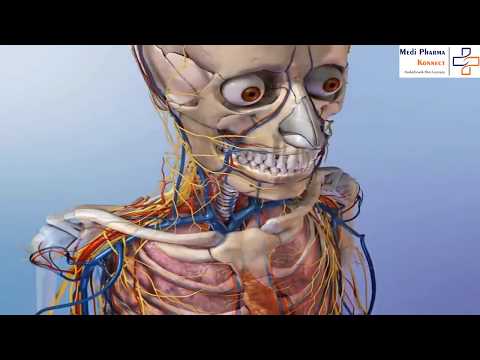 Anatomy and Physiology of Skeletal System ( ENGLISH Version )