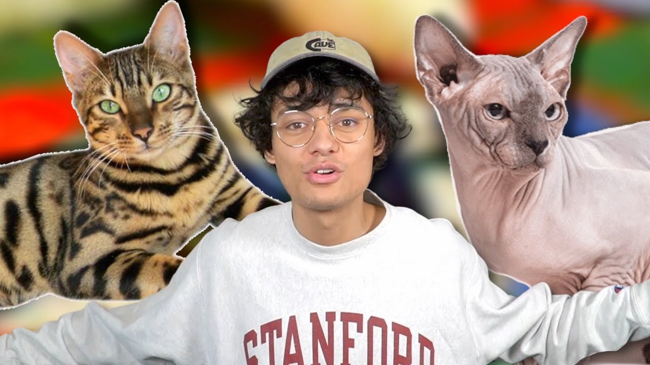 I Ranked Every Cat Breed
