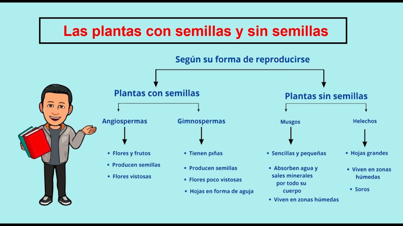 Las plantas con semillas y sin semillas