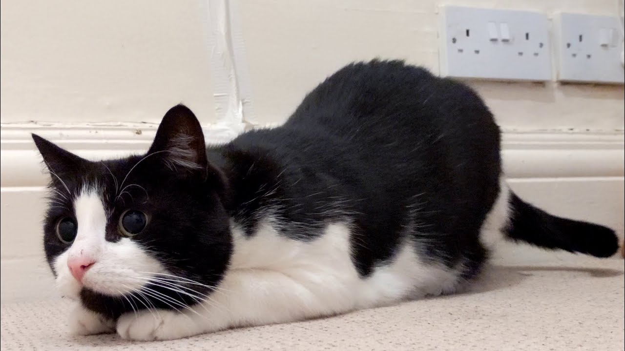 Cat Wiggles Butt Before Pouncing | 4K