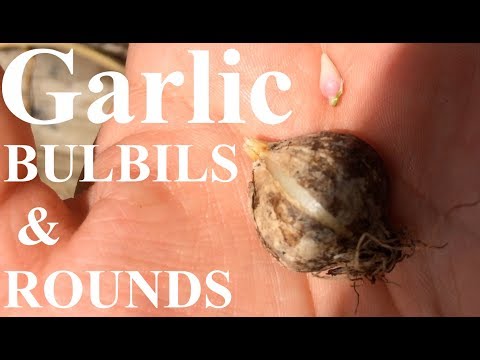 Growing Garlic from Bulbils and Rounds