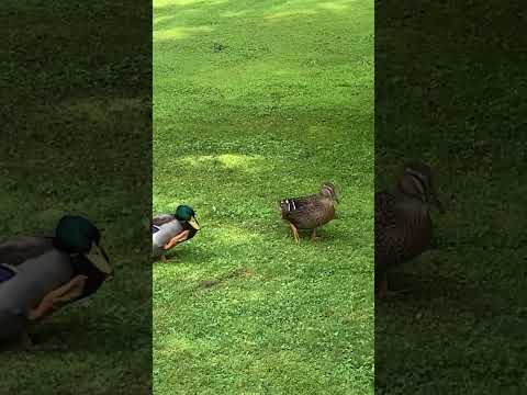 Rouen ducks #ducks #cute