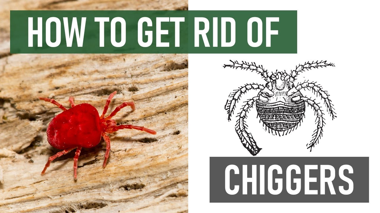 How to Get Rid of Chiggers in 4 Easy Steps | DIY Chigger Control Products