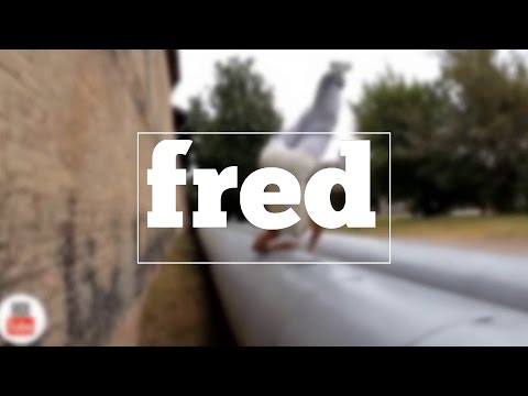 How do you spell fred?