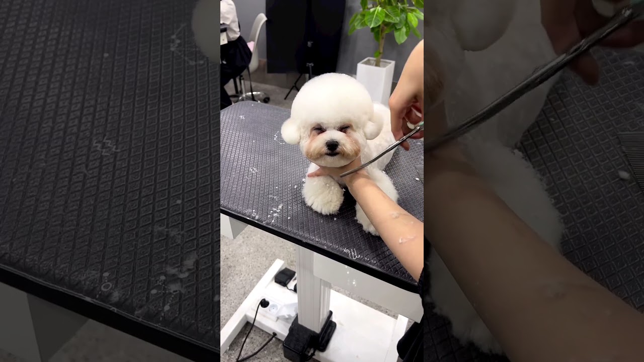 MOST ADORABLE BICHON FRISE'S EVER 🐾🐶 #cute #puppy #grooming