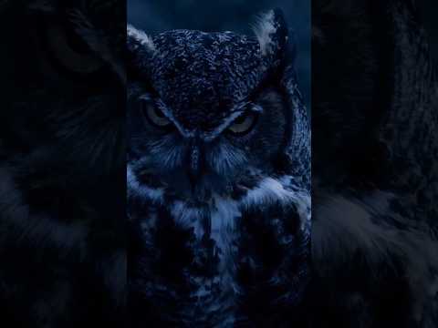 Top 5 Best Night Vision Eyes In Animal Kingdom 👀 #facts #wildlife #animals #shortsfeed #shorts