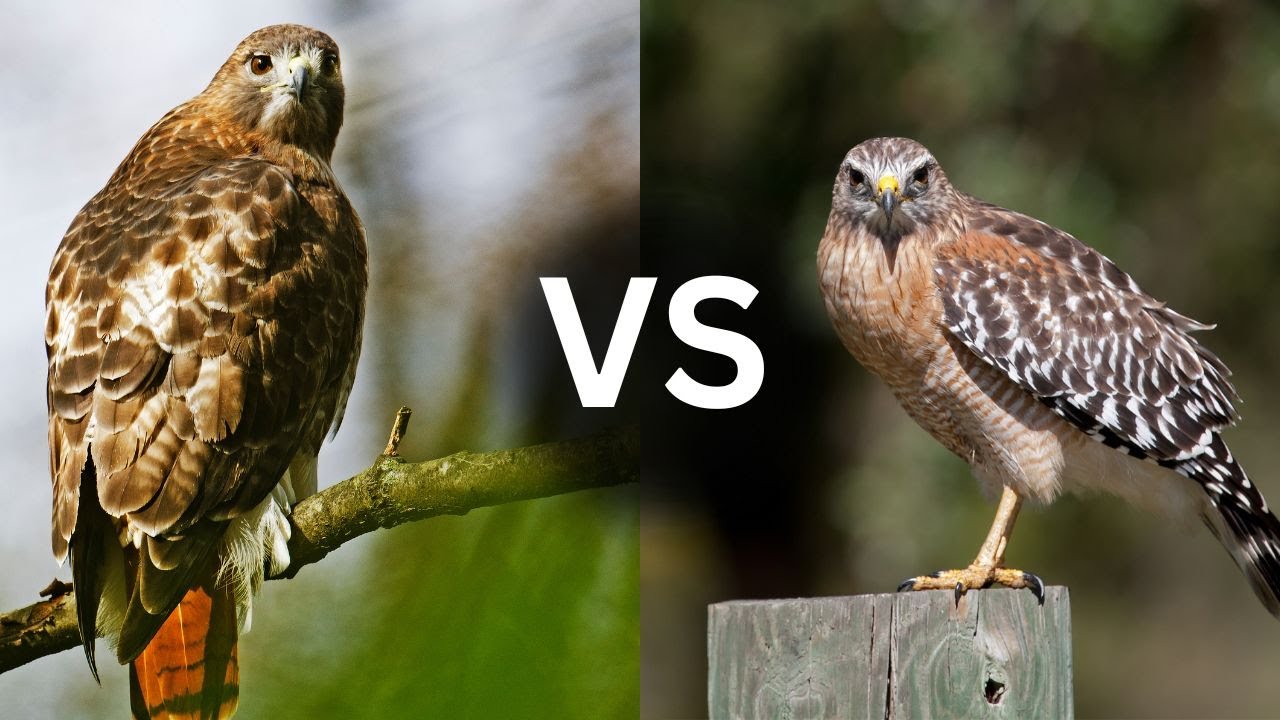 Red-Tailed Hawk or Red-Shouldered Hawk? How to Spot the Difference!