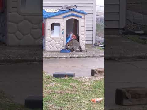 #raccoon🦝😬🤐😬 #dogs#fypシ #like and subscribe #funny shorts #lol #viral