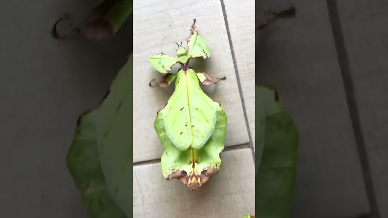 Biggest leaf insect #planetearthvideos