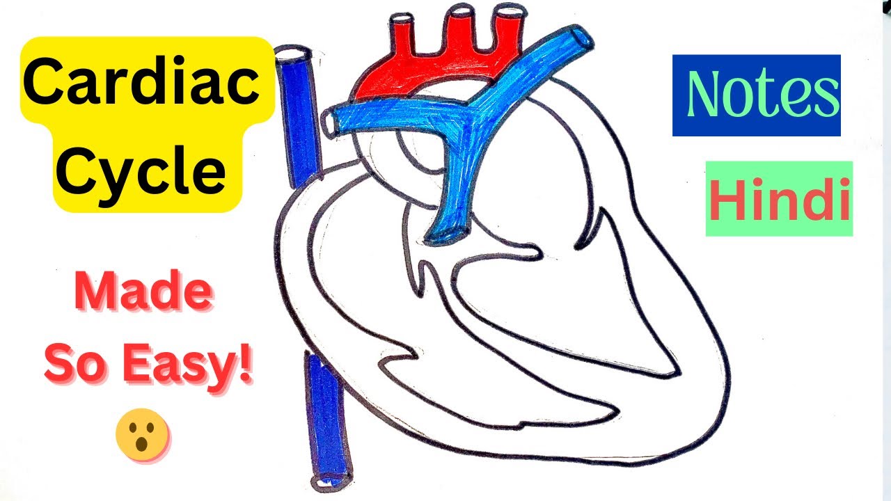 Cardiac Cycle - made SO EASY! (HINDI) Systole, Diastole, Blood flow in Heart 🫀(Notes)