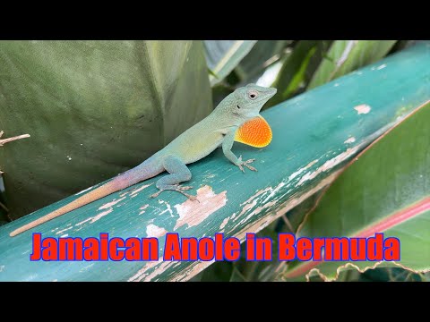 Jamaican Anole Lizard in Bermuda – besthike.com