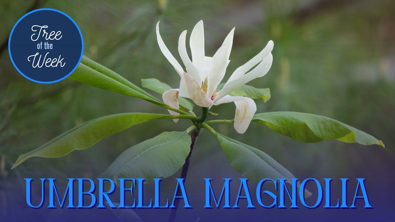 Tree of the Week: Umbrella Magnolia