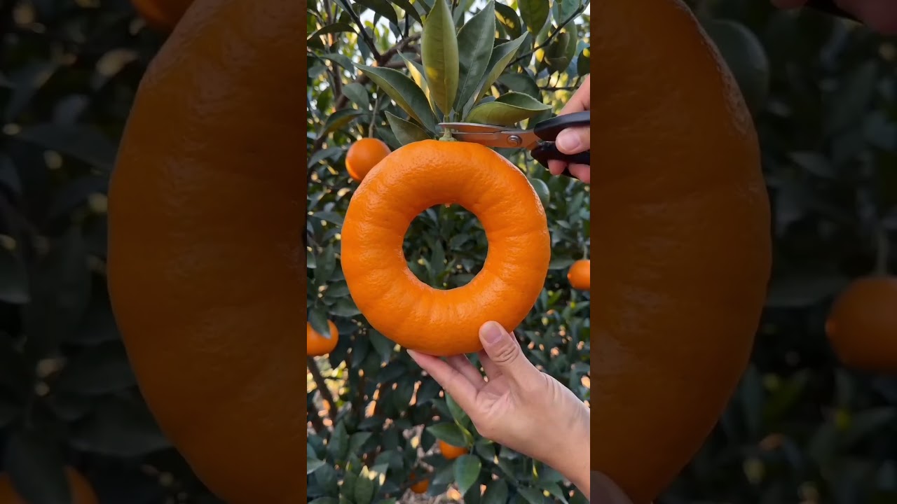 Growing a Real Life Donut Orange! 🍊🍩 Amazing & Satisfying Transformation #gardening #satisfying