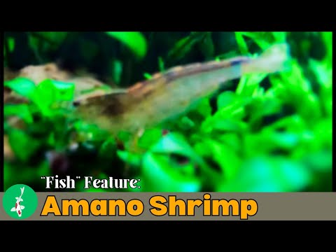 "Fish" Feature ep.2: Amano Shrimp