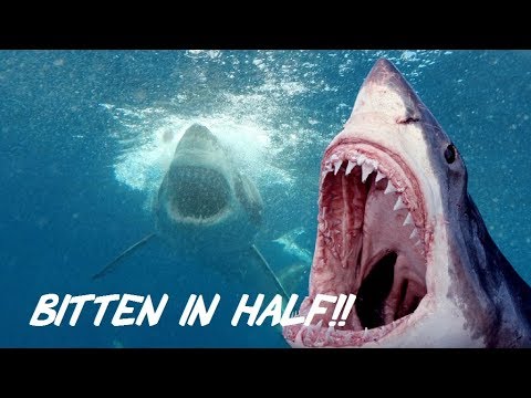 Half Eaten Great White Shark Found By Abalone Diver.