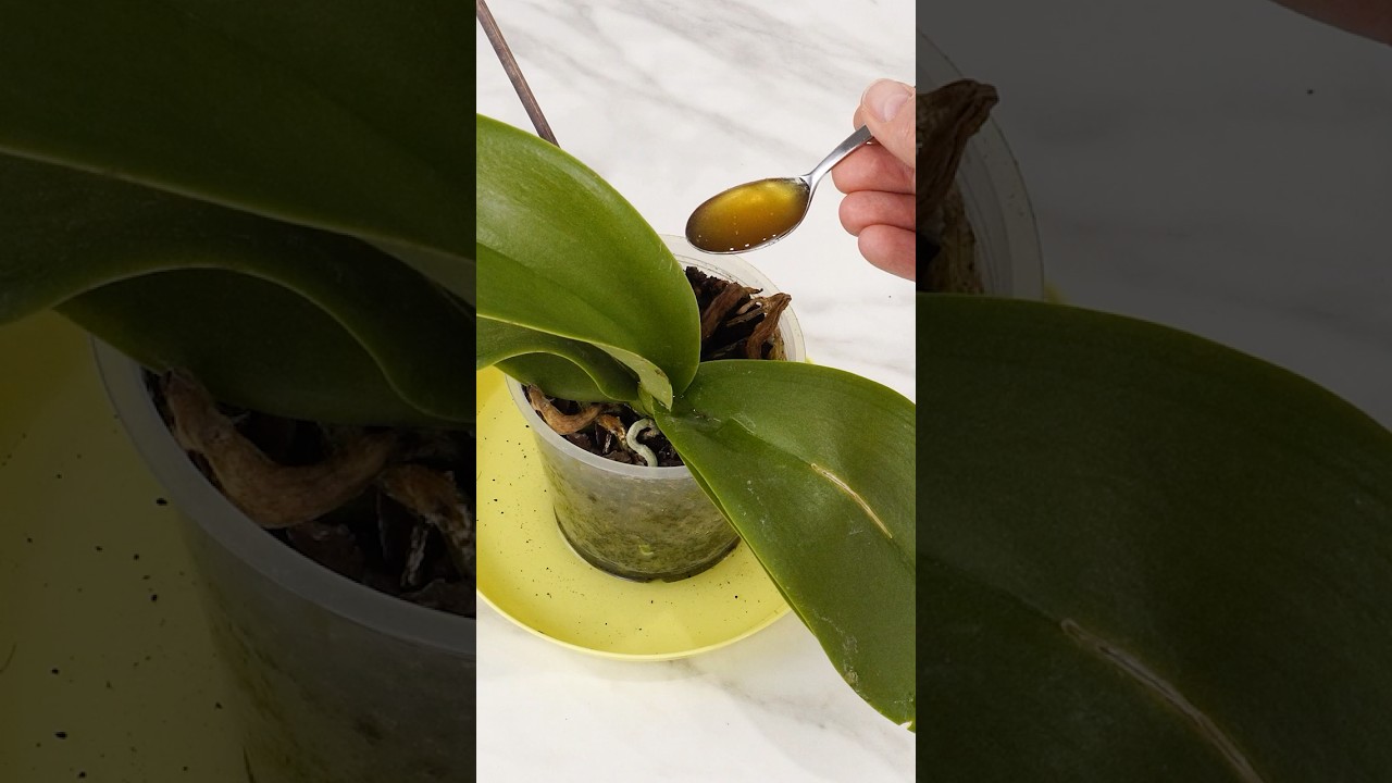 1 tablespoon is enough for the orchid to bloom again