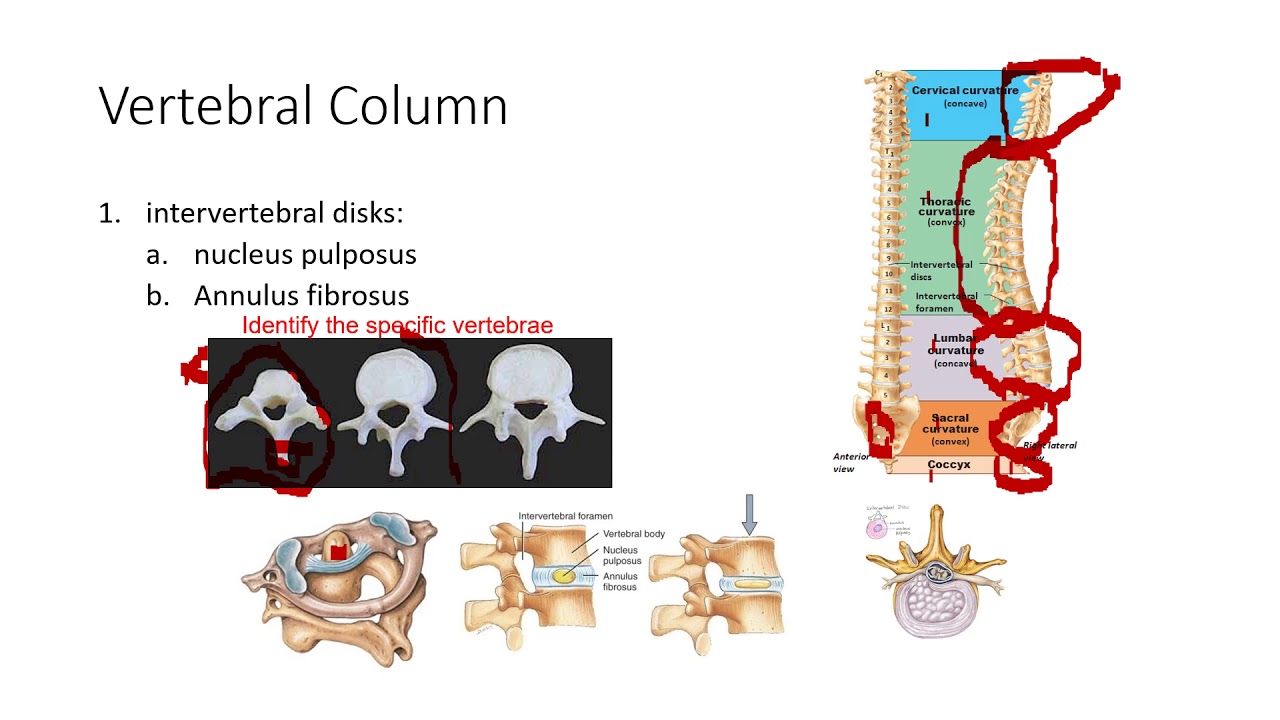 Skeletal System PPT - slide 9a