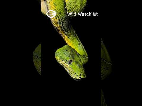 The Snake That Sees Without Eyes : Emerald Tree Boa#EmeraldTreeBoa #SnakeFacts#WildlifeWonder#Nature