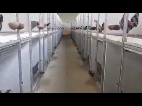 Aseel Chicks - Wholesale Price & Mandi Rate for Asil Chicks in India