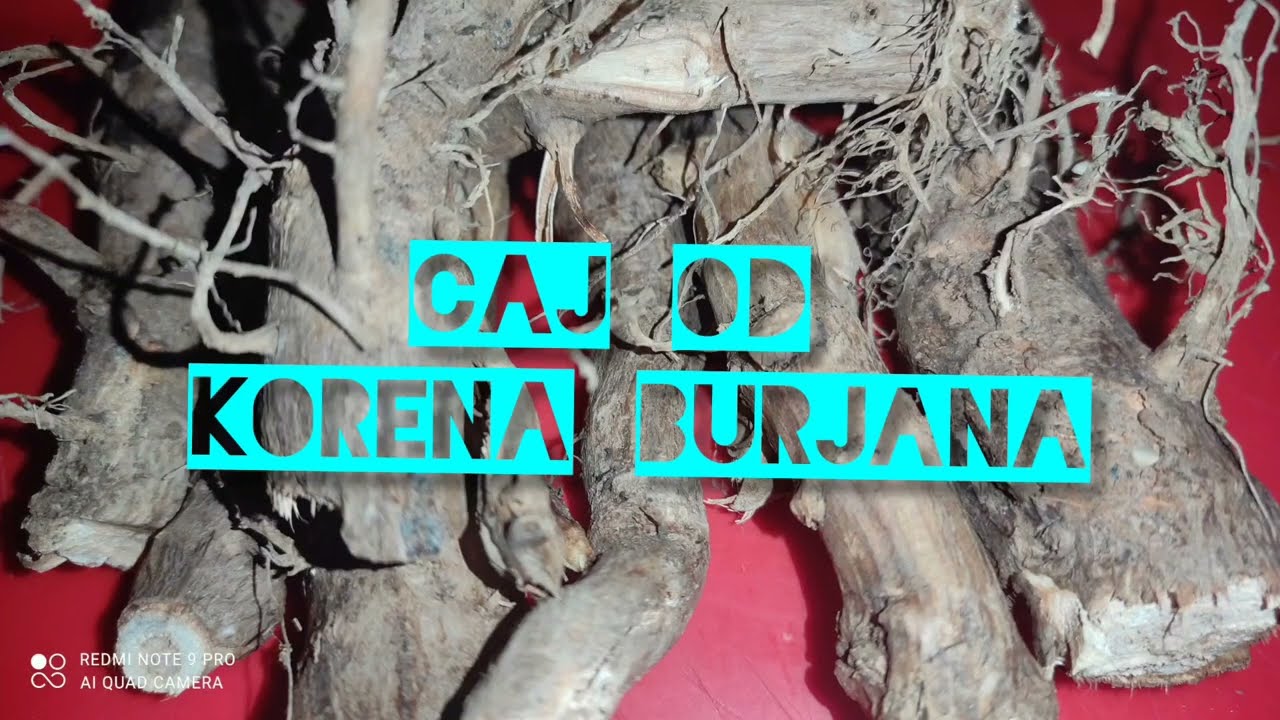 Čaj od sušenog korena Burjana - Aptovina - PLODOVI PRIRODE