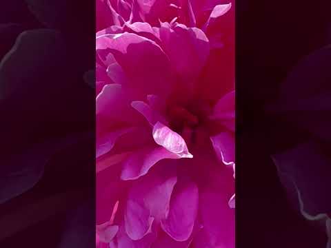 Peony / Piwonia #shorts