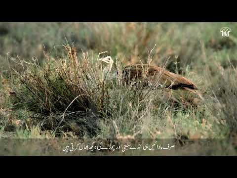 THE GREAT INDIAN BUSTARD