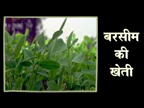 Berseem Seed - Wholesale Price & Mandi Rate for Egyptian Clover in India