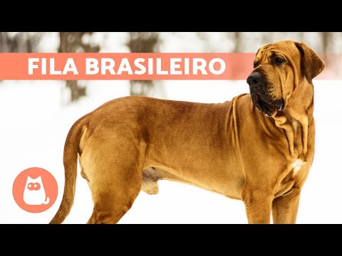 FILA BRASILEIRO Dog Breed 🔥 Characteristics, Care and MORE