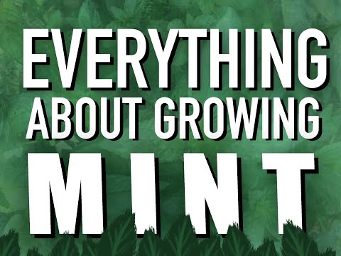 MINT - COMPLETE VIDEO OF EVERYTHING YOU NEED TO KNOW - Thyme2Grow!