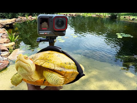 I Strapped an Insta360 Camera On a Turtle!