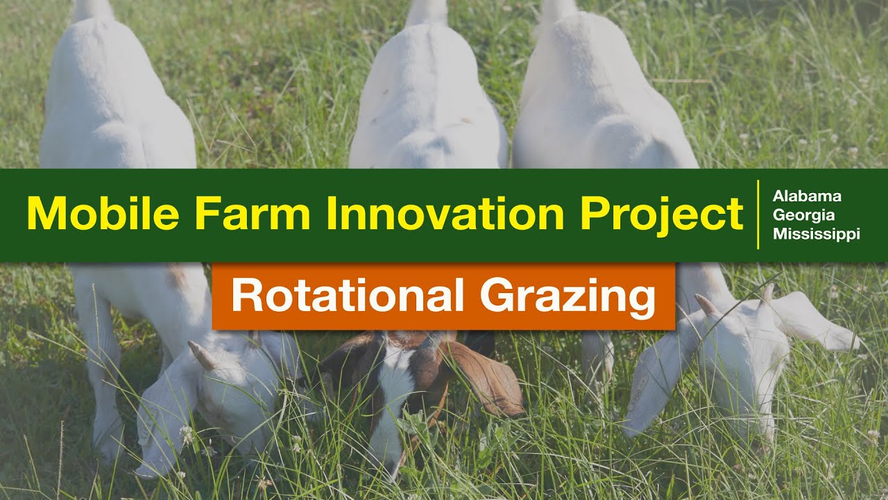 Rotational Grazing on a Diversified Farm Video