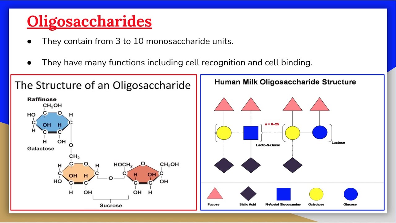 Carbohydrates 5: Oligosaccharides