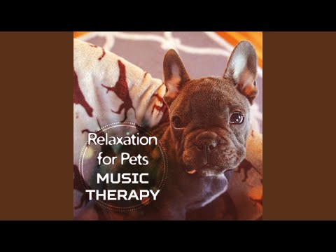Wellness for Dogs & Cats