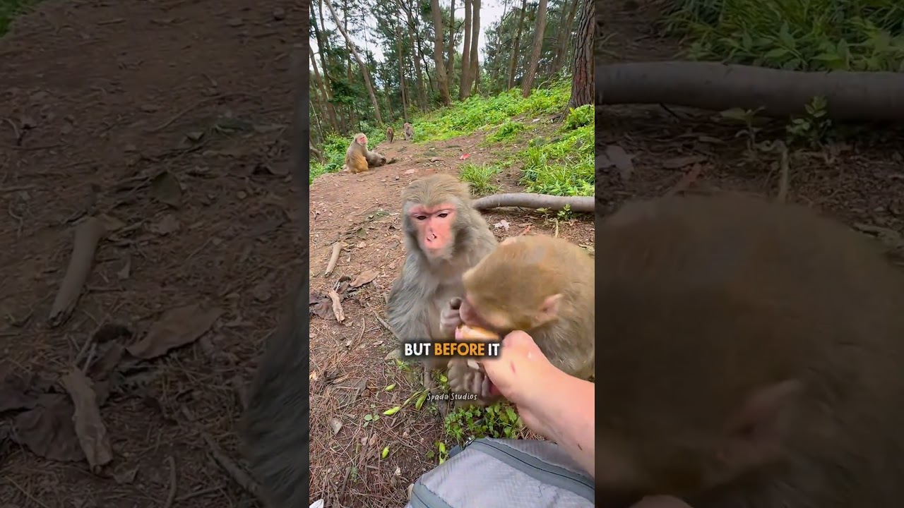 This Monkey Helps Woman Remove Thorn #shorts
