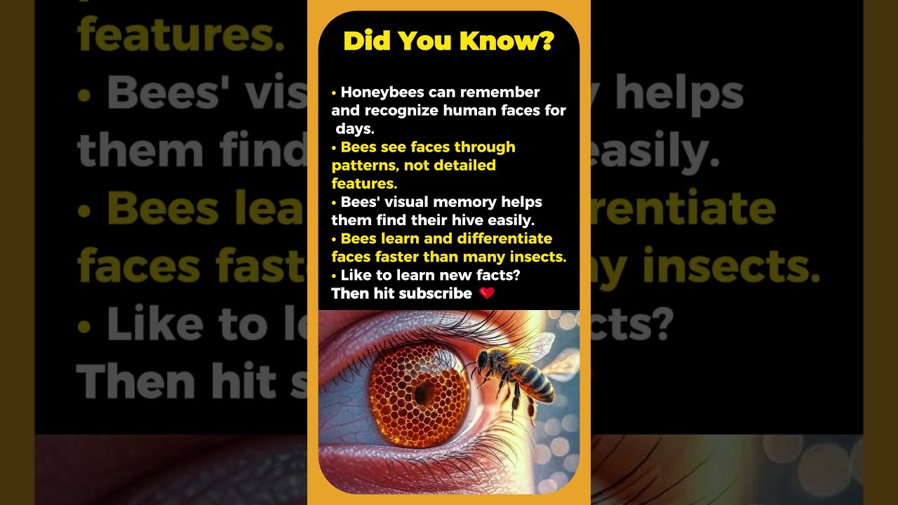 Can Bees Recognize Human Faces!? 🤯🐝