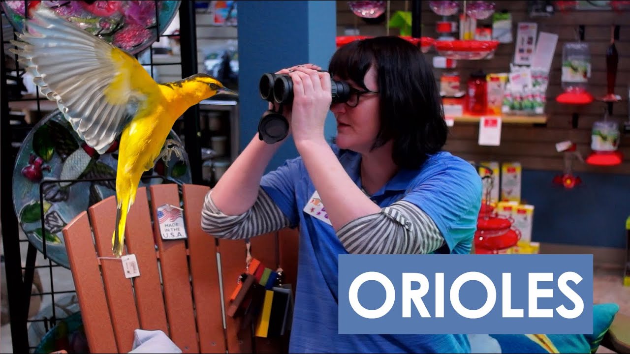 Things you never knew about Orioles - Colorado's Bullock's Oriole!