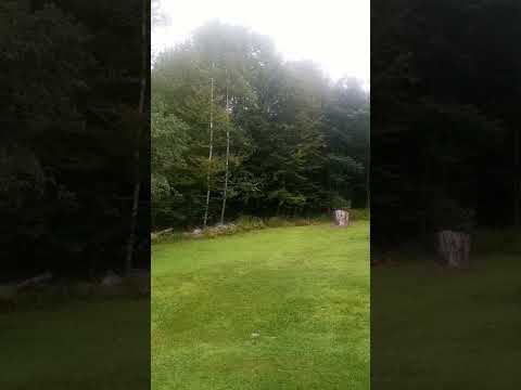 fisher cat near house sounds