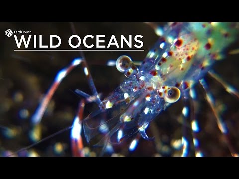 Spa day for the creatures of the sea