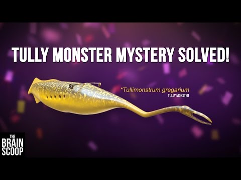 Tully monster mystery SOLVED! The Tully monster (Tullimonstrum ...
