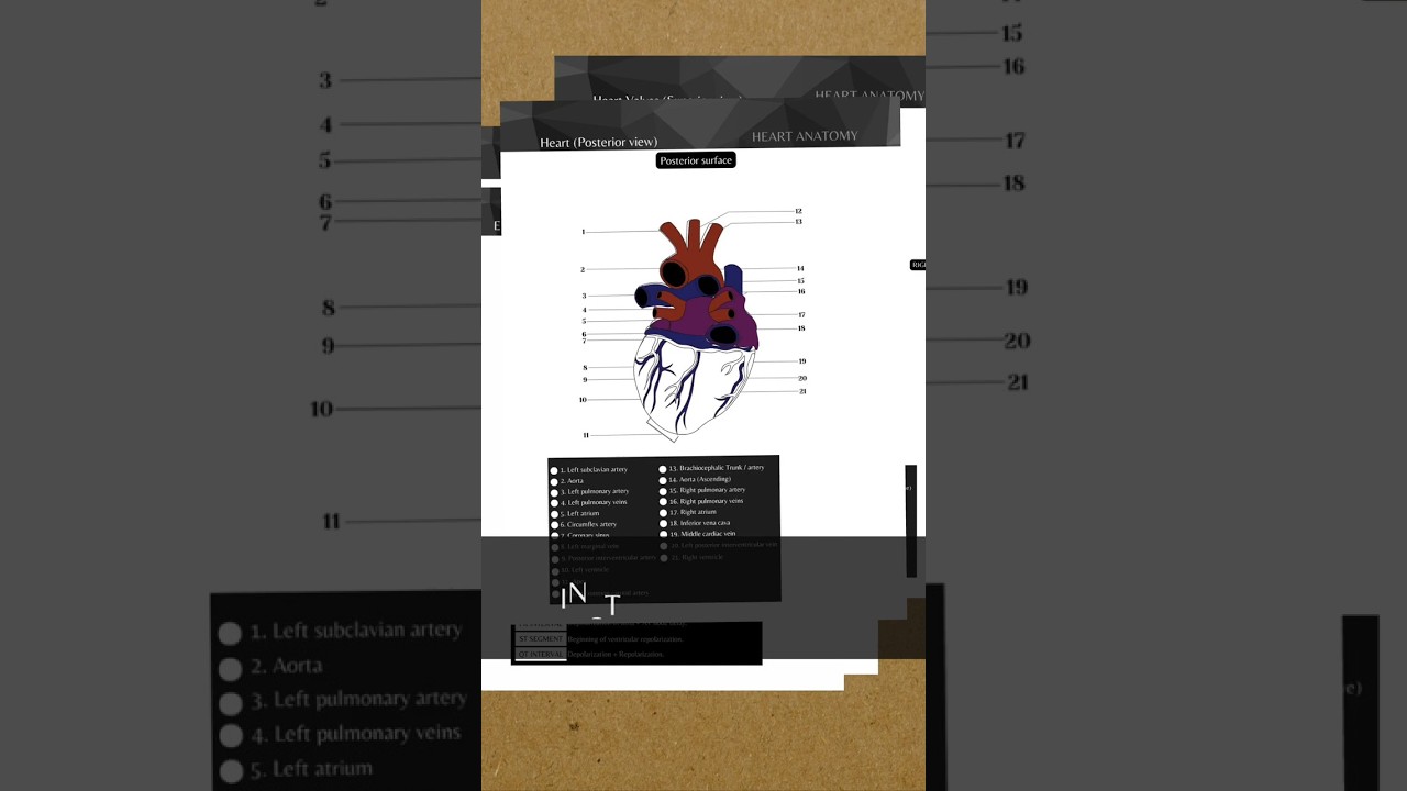 Learning Heart Anatomy Quickly With Interactive Coloring