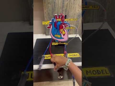Heart model school project #scienceproject #schoolproject
