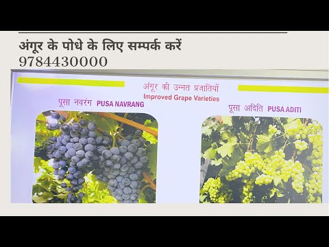 Manufacturer of Fruit Plant & Outdoor Plant by Jai Hind Nursery, Alwar