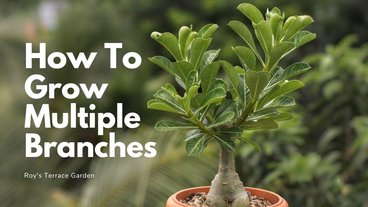 How To Force Adenium To Grow Multiple Branches ? Adenium Pruning | Roy's Terrace Garden
