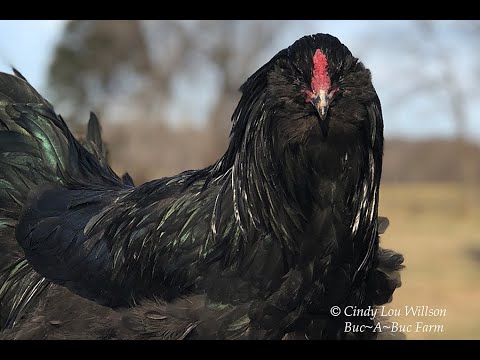 HEN or a ROOSTER? How to tell! Easter Egger / Ameraucana Cockerel