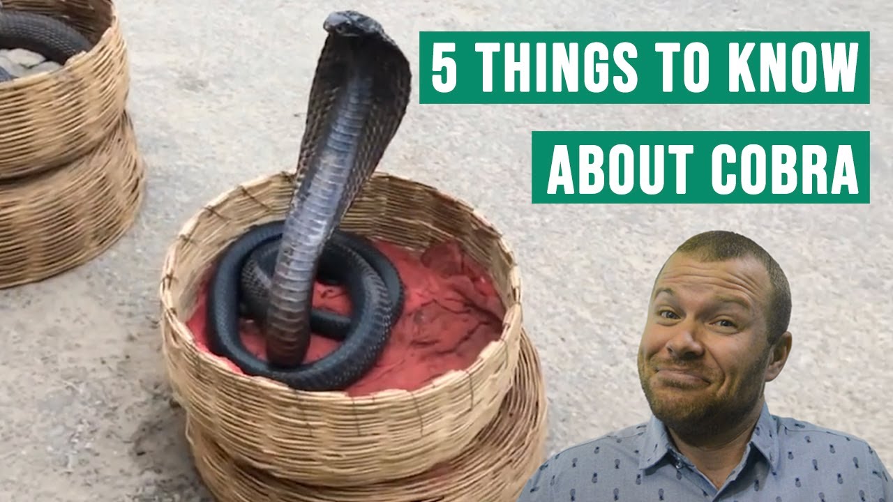Top 5 Things To Know About COBRA