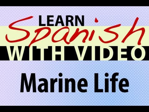 Learn Spanish with Video - Marine Life